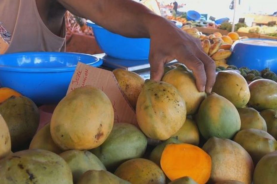 Plant de Mangue | EKOJARDIN